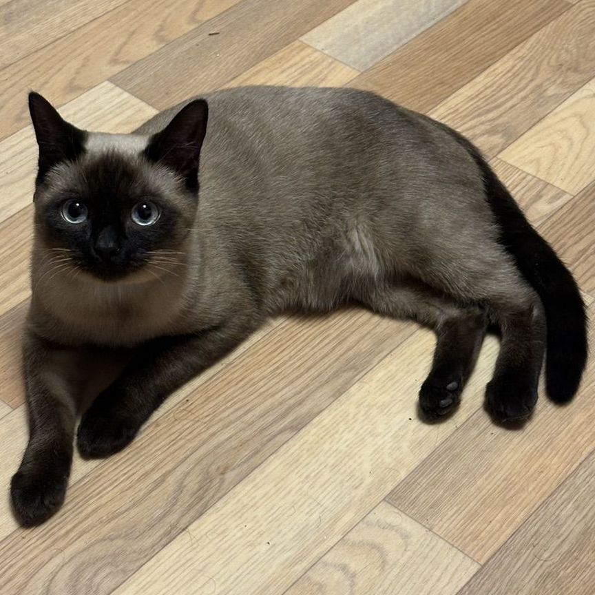 Тайский котёнок