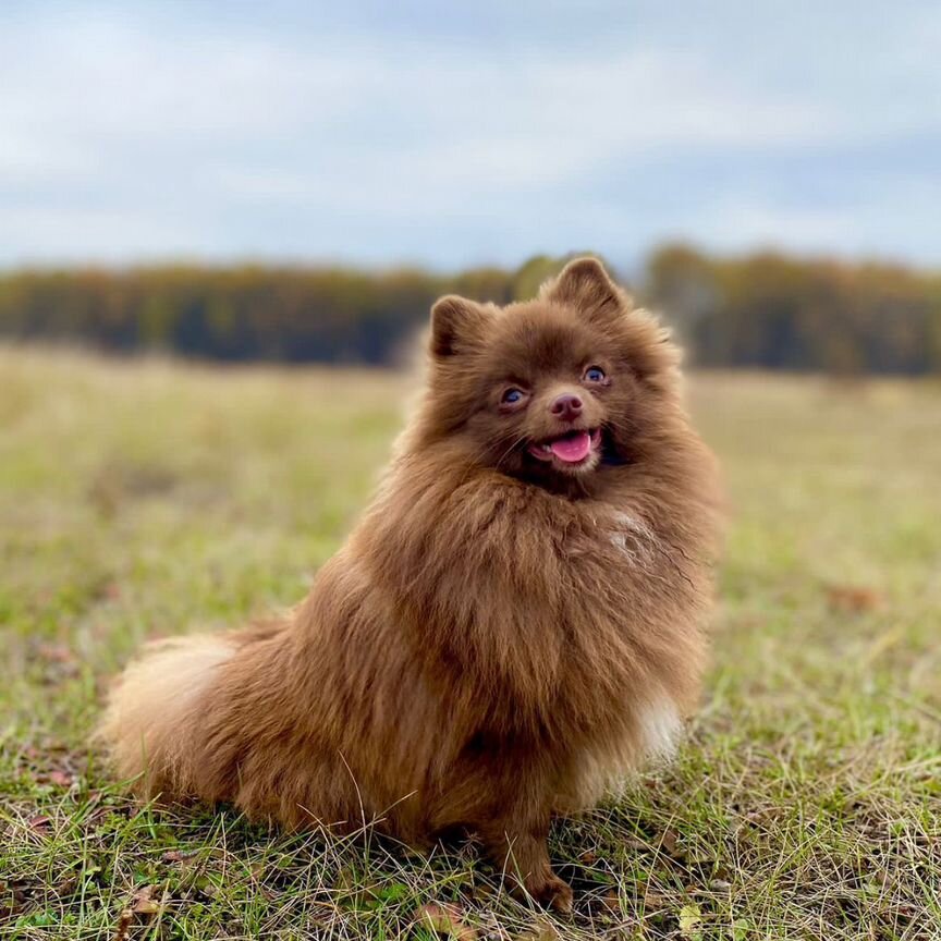 Померанский шпиц