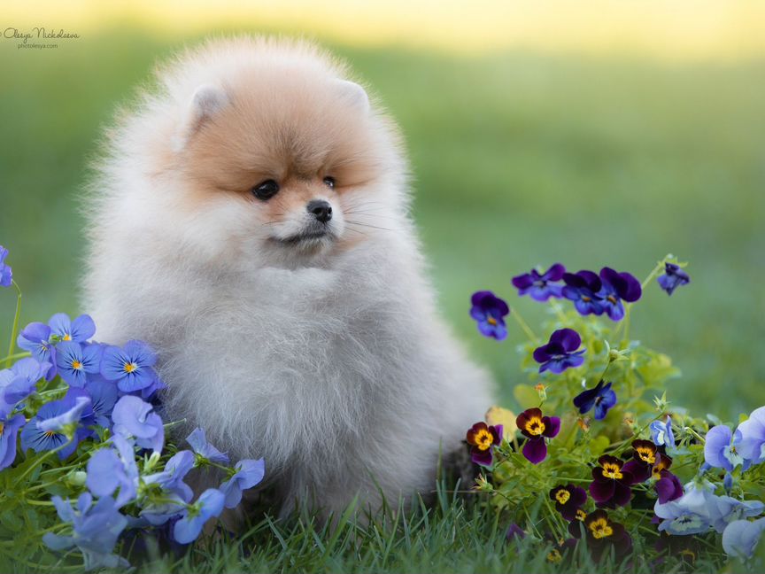 Померанский шпиц