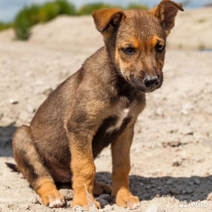 Гром ищет дом