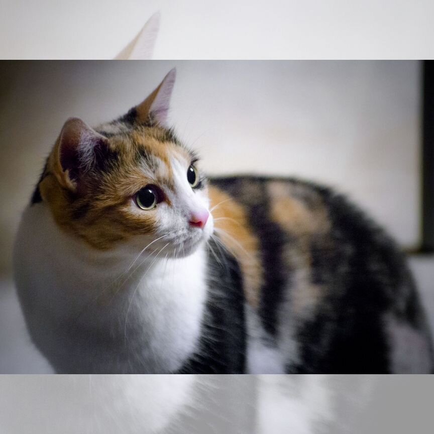 Продам красавицу кошечку