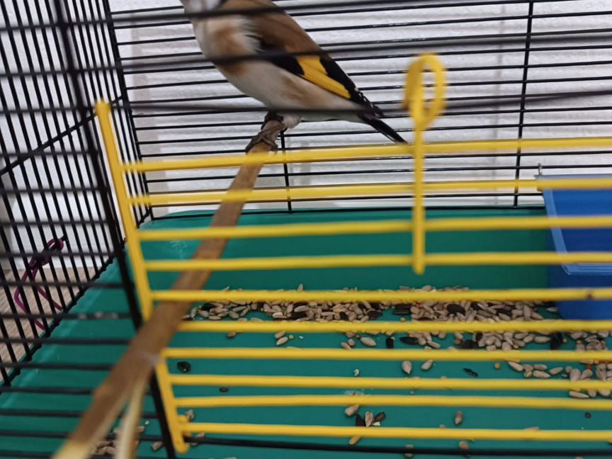 Шегол Новосибирск