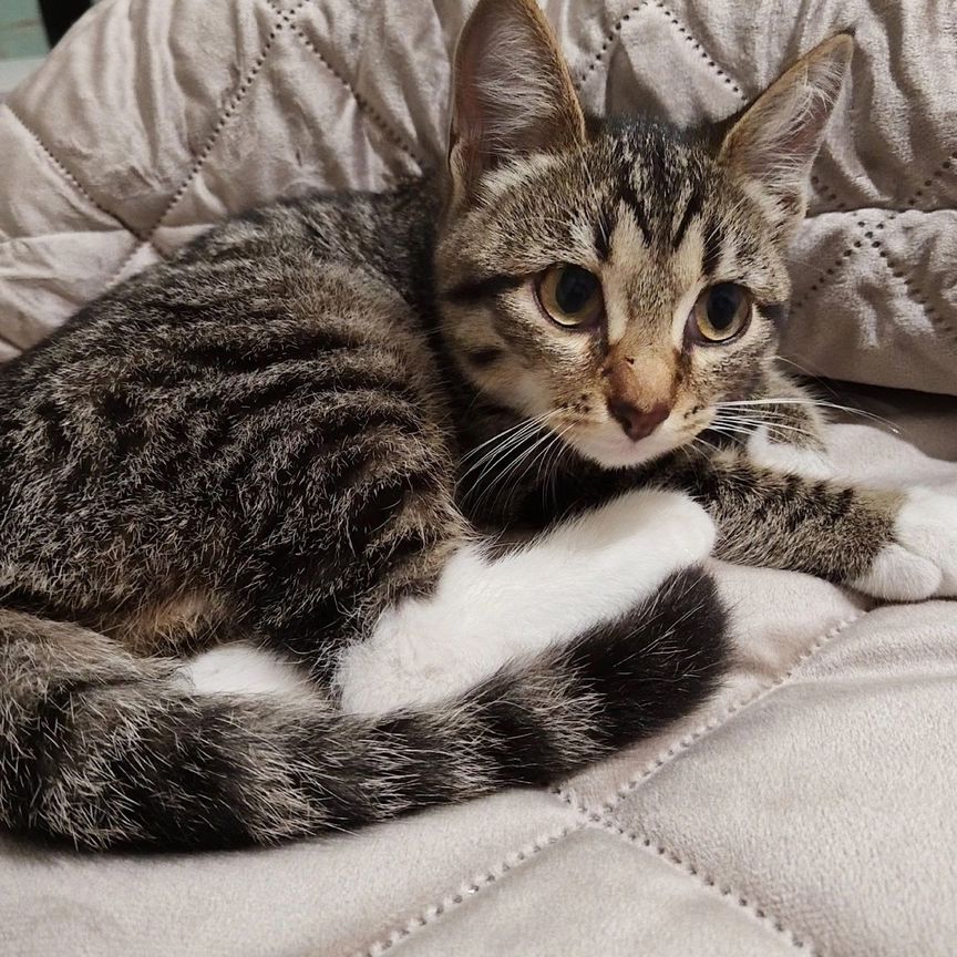 Котенка Совушка