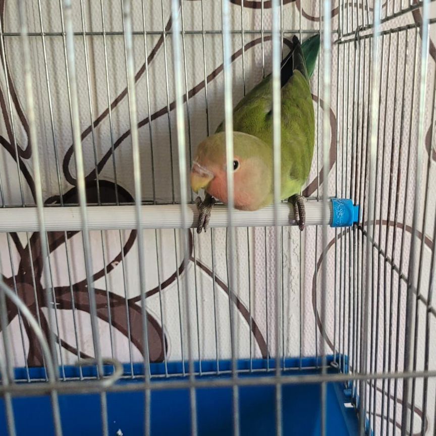 Попугай неразлучник мальчик