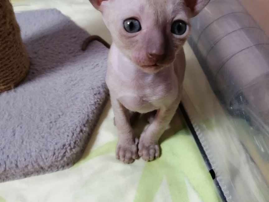 Котики и кошечки Корниш рекс