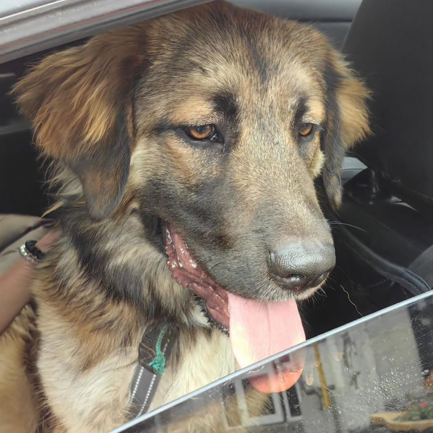 Пёс из приюта ищет дом