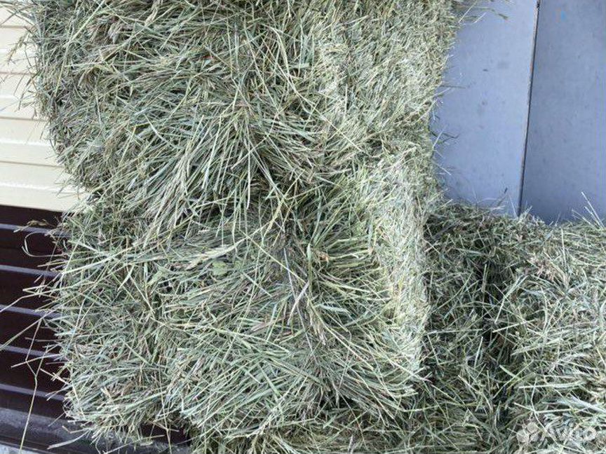 Солома Сено зеленое в тюках