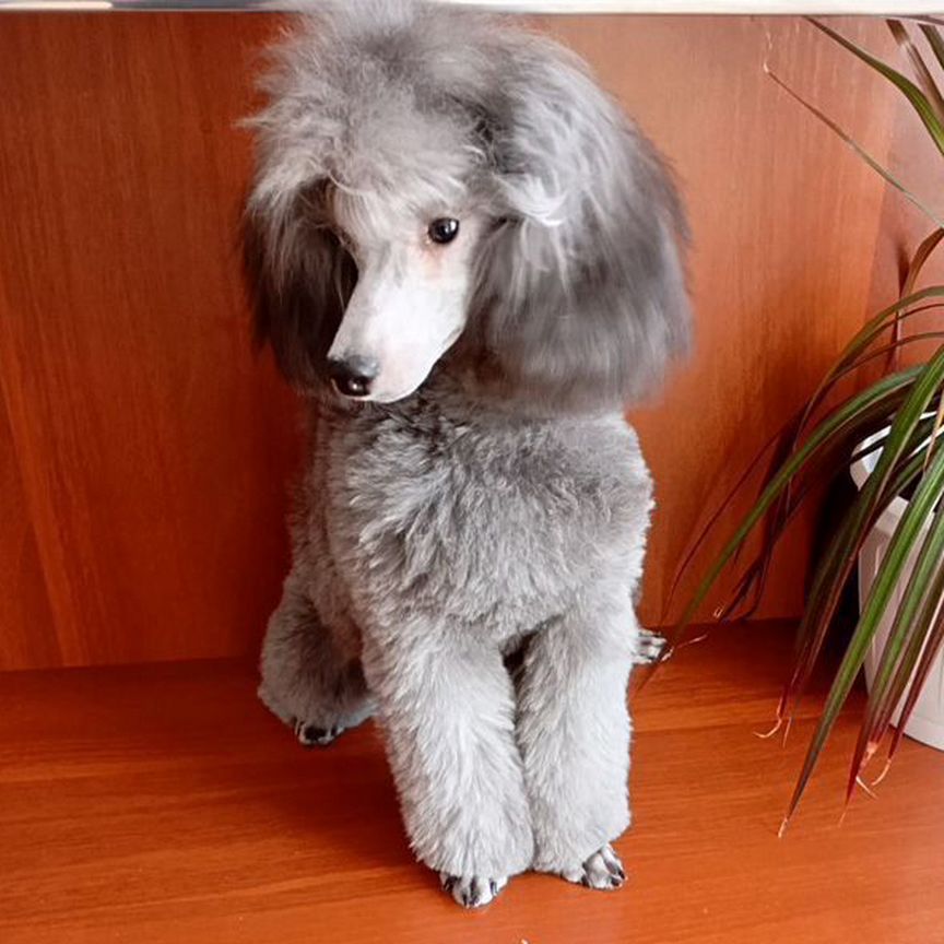 Карликовый пудель, щенок