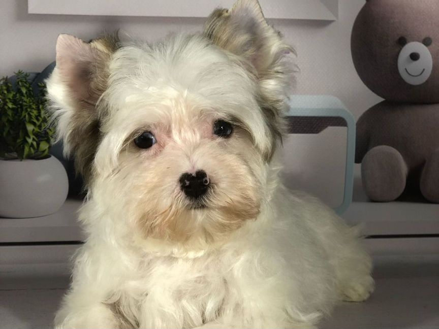 Белоснежка