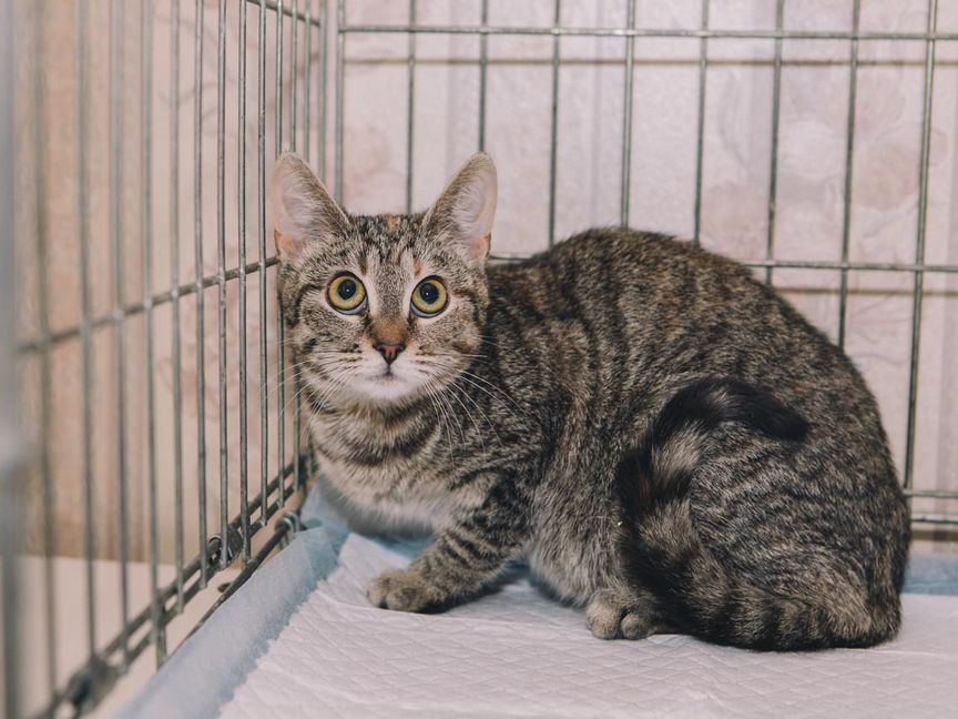 Отдам бесплатно