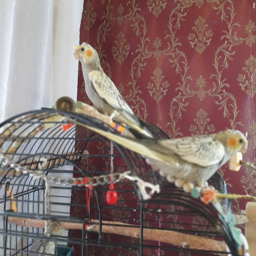 Попугай карелла птенцы