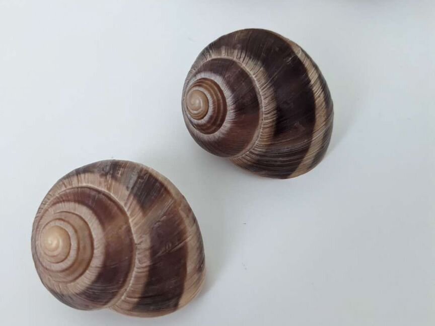 Ракушки виноградной улитки