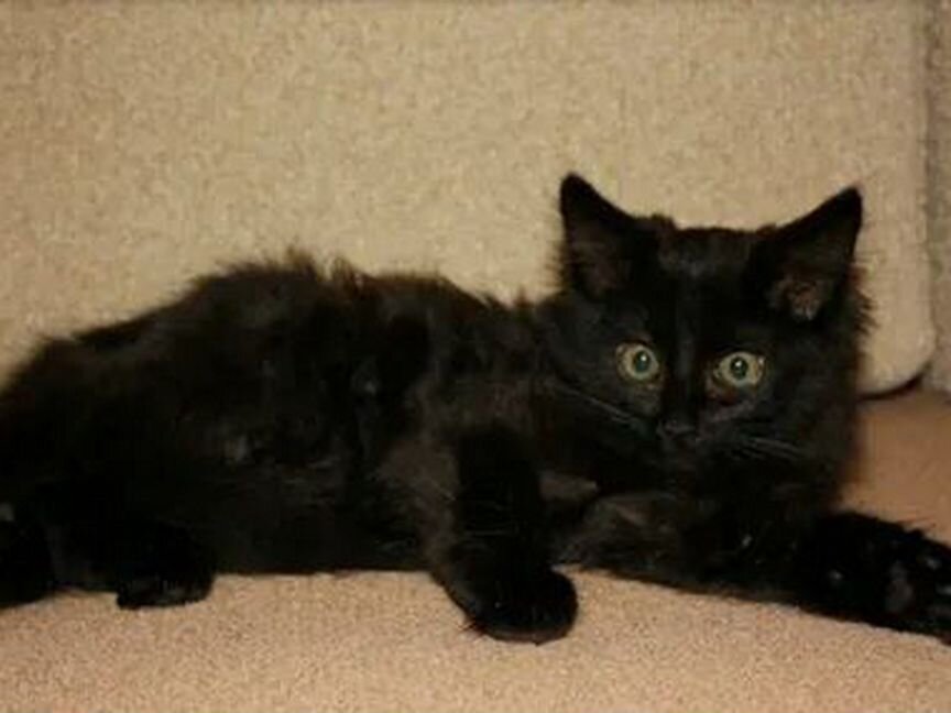 Сибирские Котики