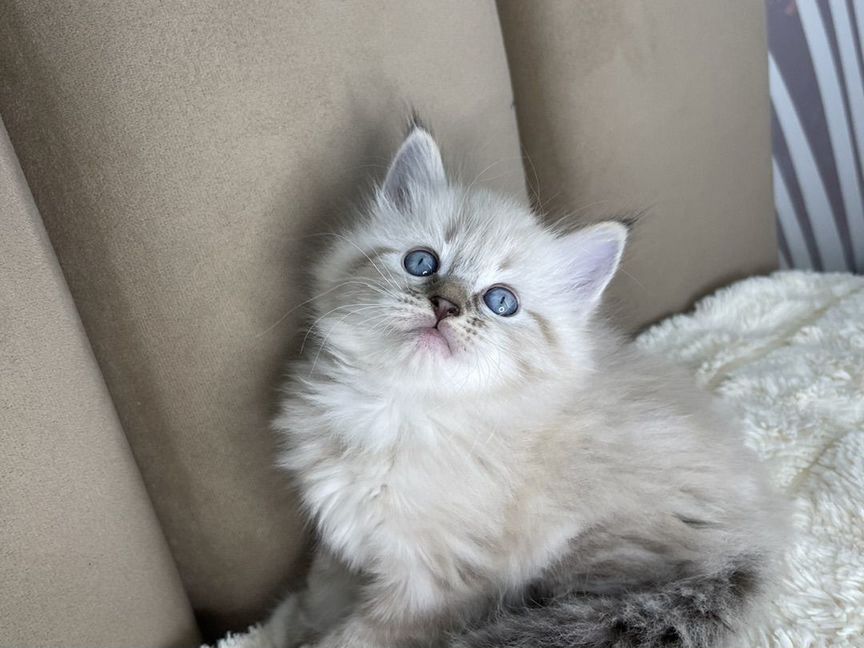 Невская маскарадная девочка