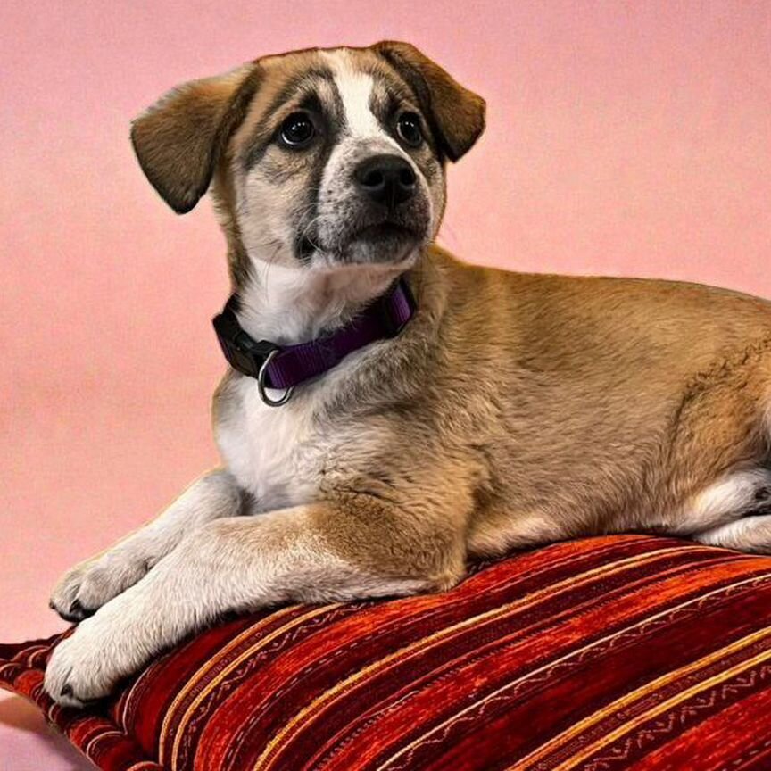 Щенок в добрые руки