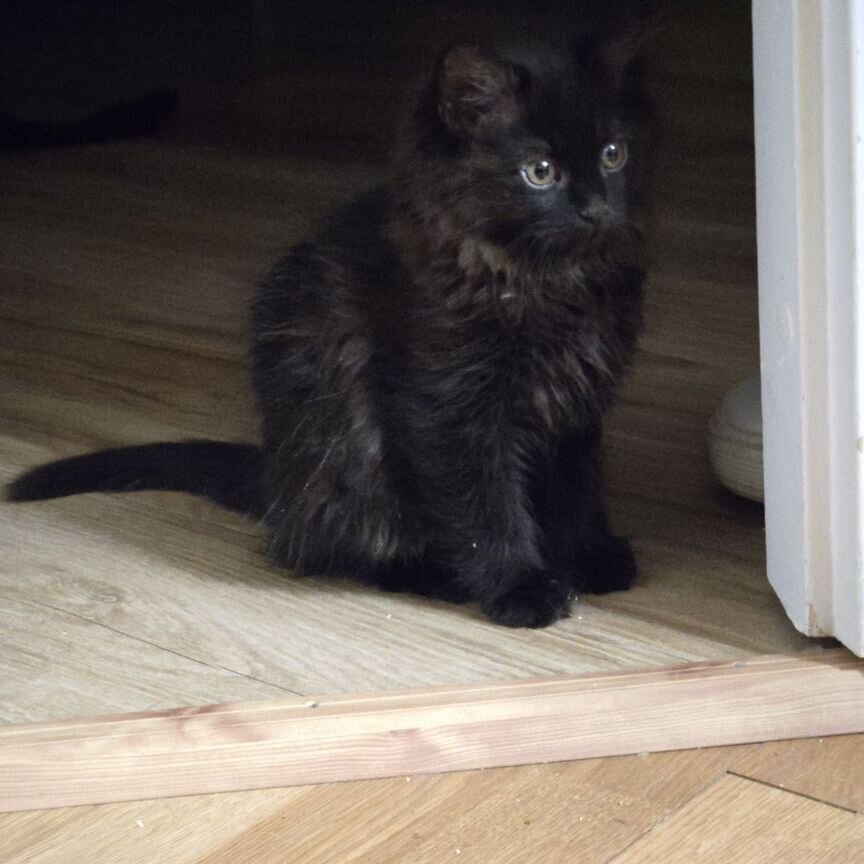 Котёнок Коржик