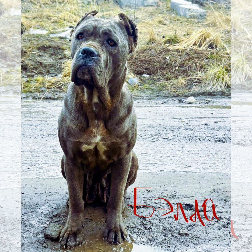 Кане-корсо, взрослая собака