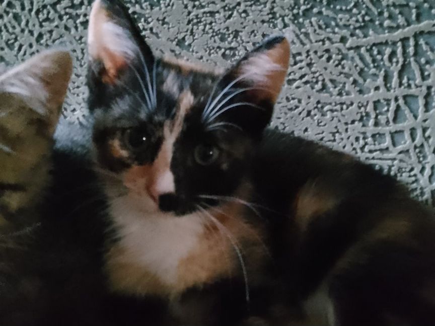 Красавицы малышки