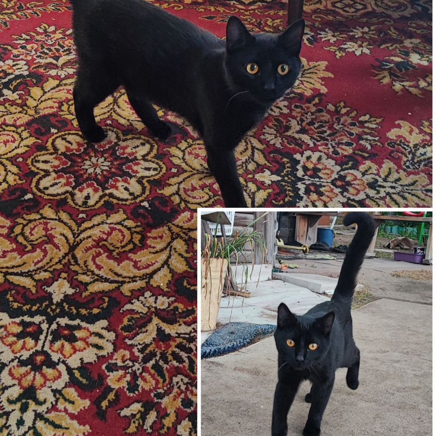 Котёнок в добрые руки