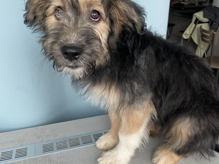 Щенок бородач девочка в добрые руки