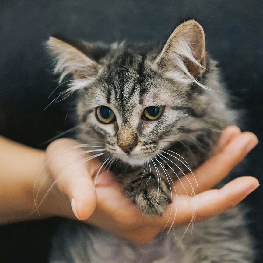 Дружелюбный котенок Корсика ищет дом