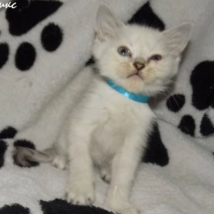 Шотландский прямоухий короткошёрстный котёнок