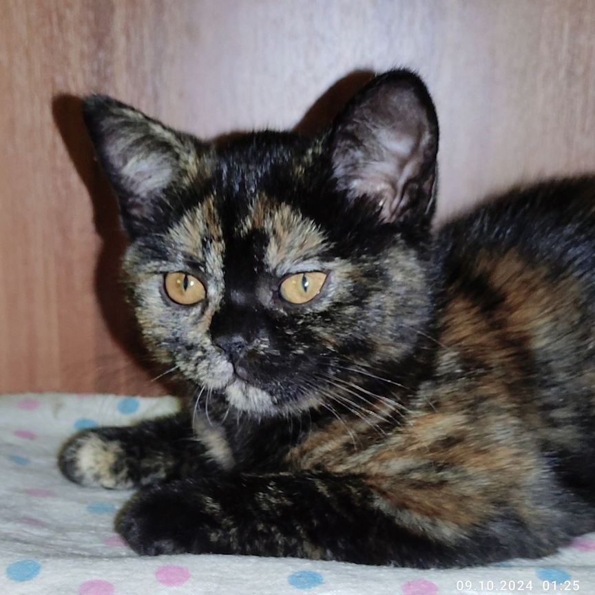 Шотландская кошечка "черепаха"