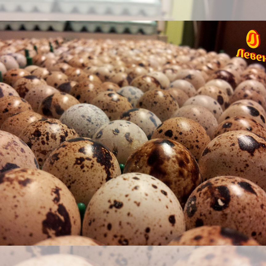Инкубационное яйцо перепелов, качественный вывод