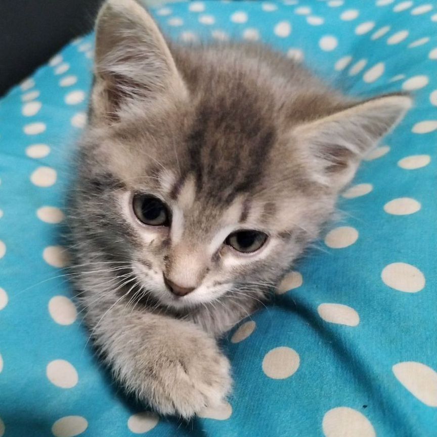 Кошечка в добрые руки