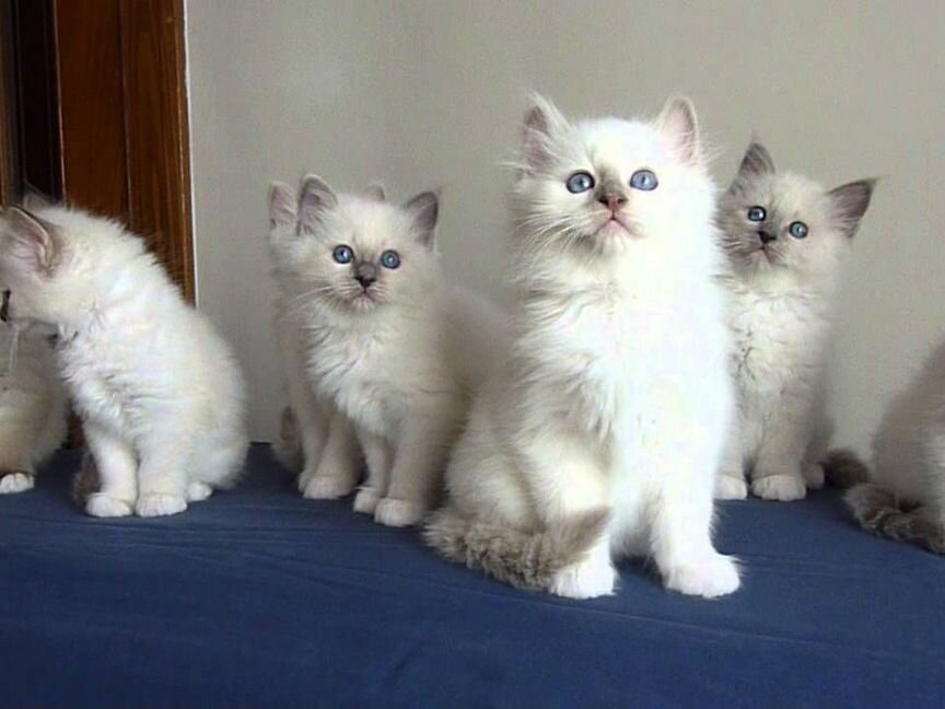 Британские серебристые котята