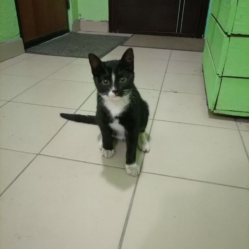 Черно белый котенок в добрые руки