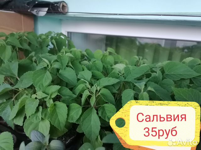 Рассада однолетних цветов купить в Киселевске | Товары для дома и дачи ...
