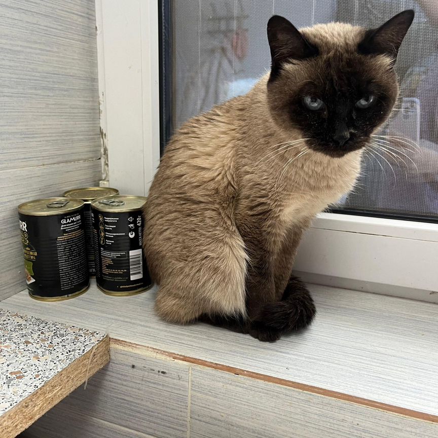 Котенок привитая прелесть