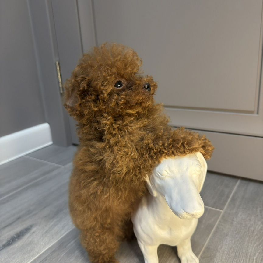 Тикап тедди пудель китай