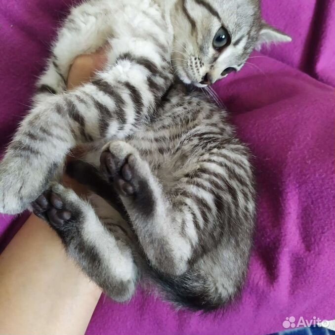 Котята домашние метис британки