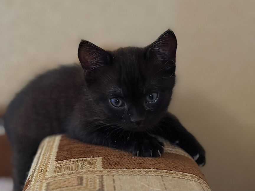 Котенок в добрые руки
