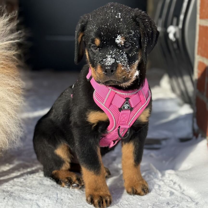 Ротвейлер, щенок