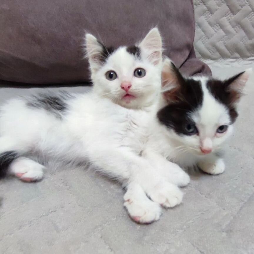 Отдам котят в добрые руки Котята мальчики