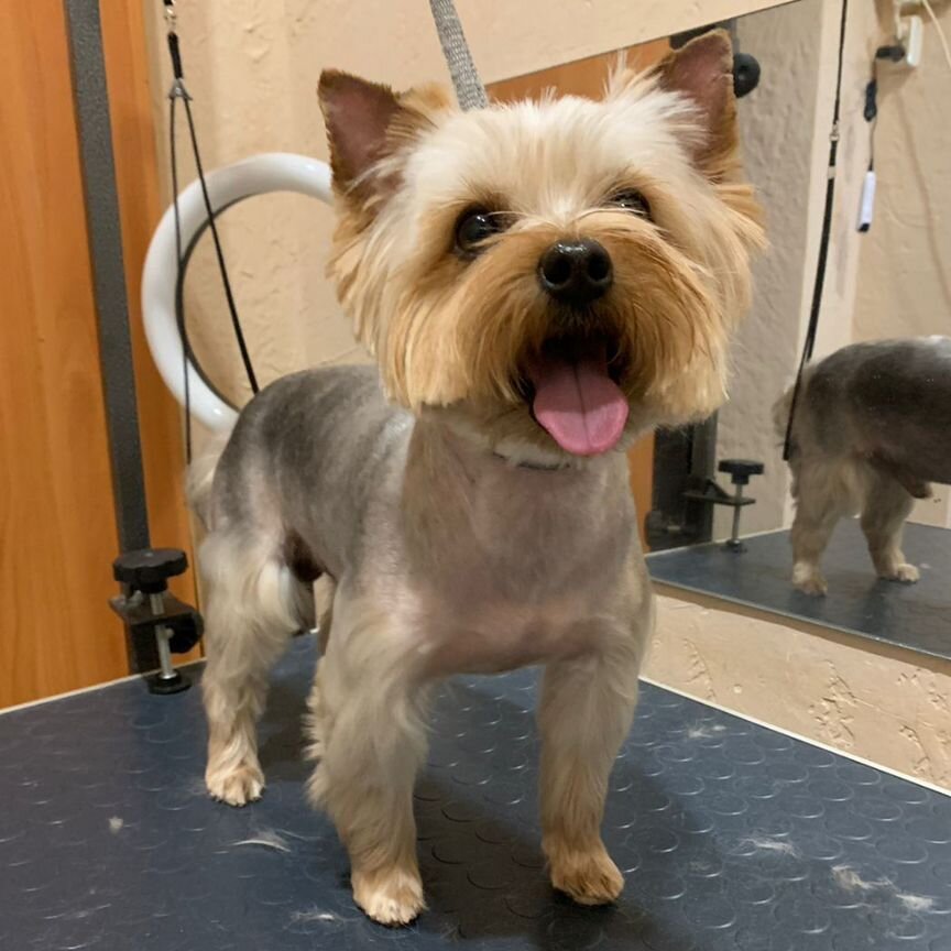 Йоркширский терьер, щенок