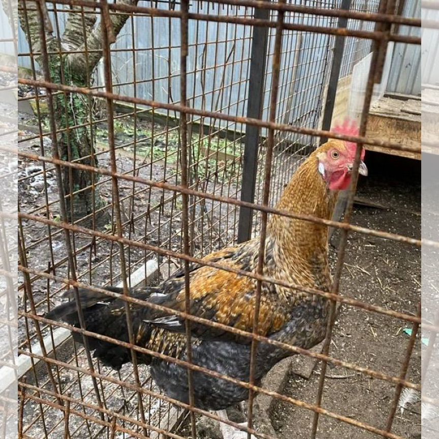 Продам двух петушков