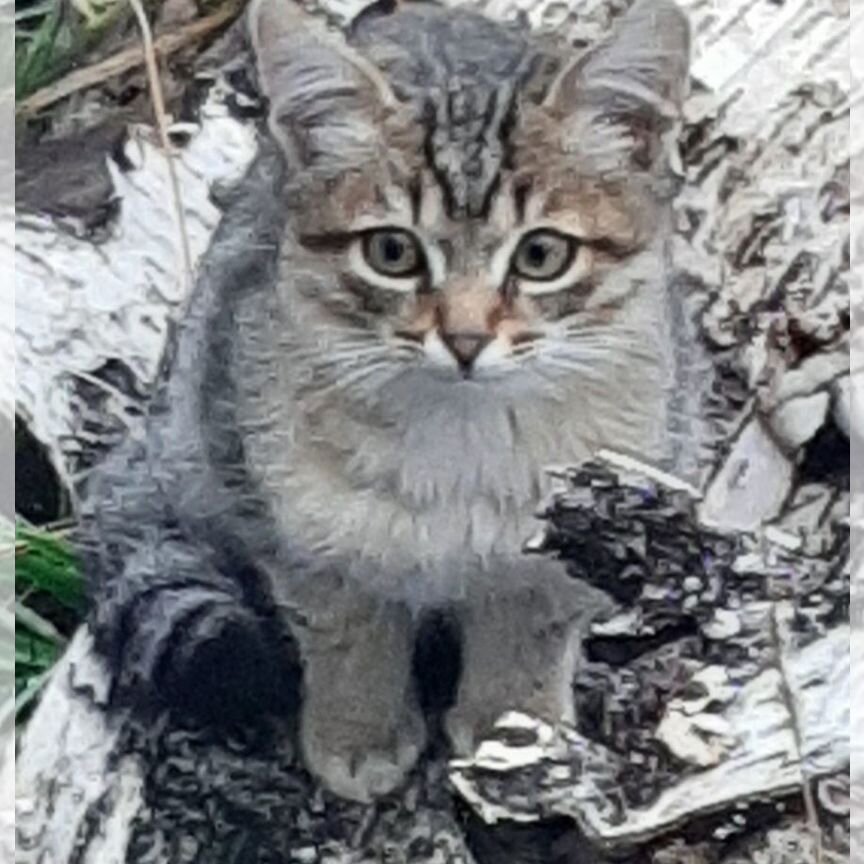 Котёнок в добрые руки