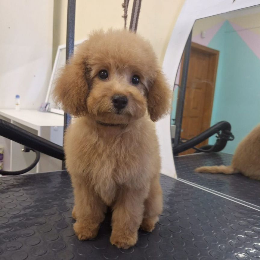 Той-пудель, щенок