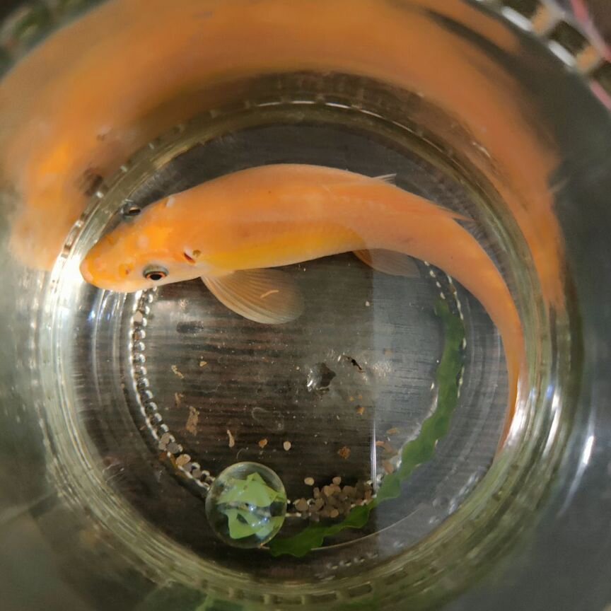 Аквариумные рыбы