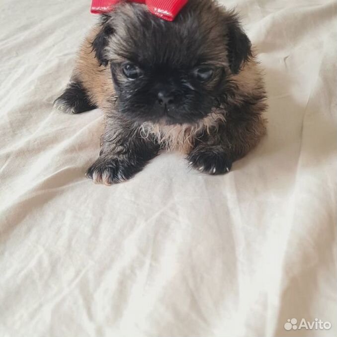 Детки пекинеса