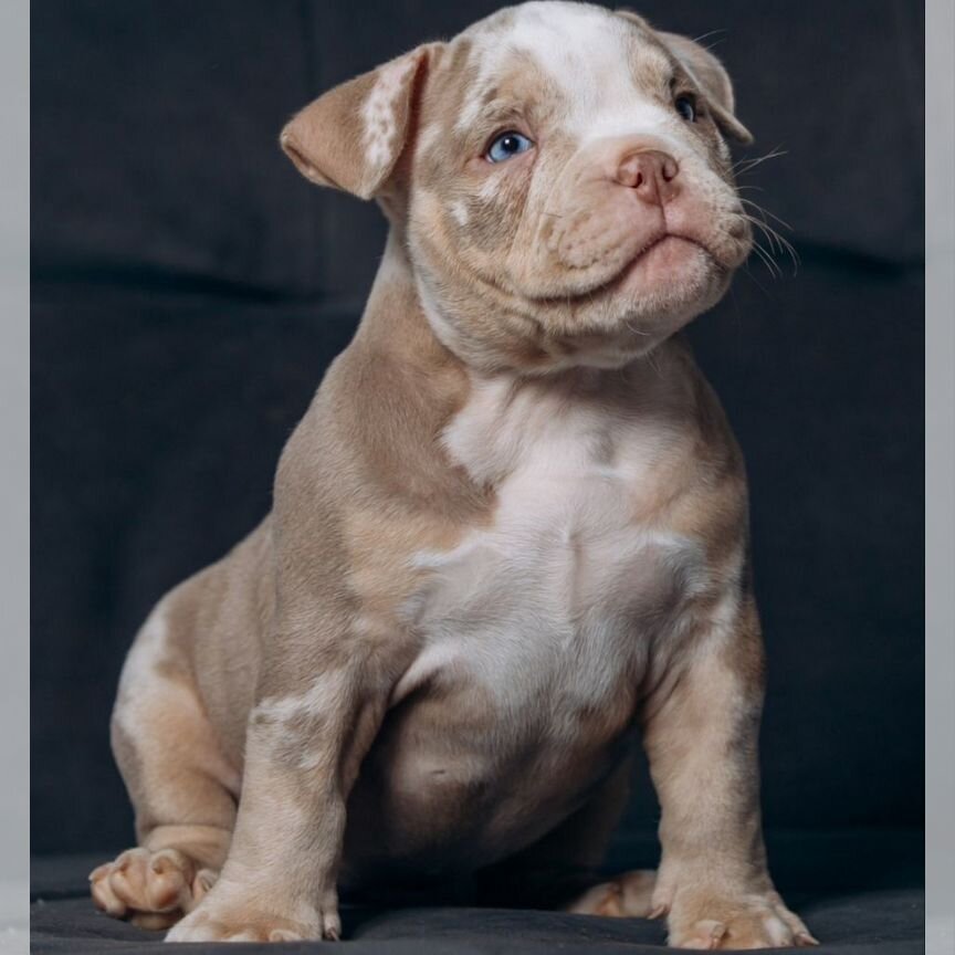 Американский булли, щенок