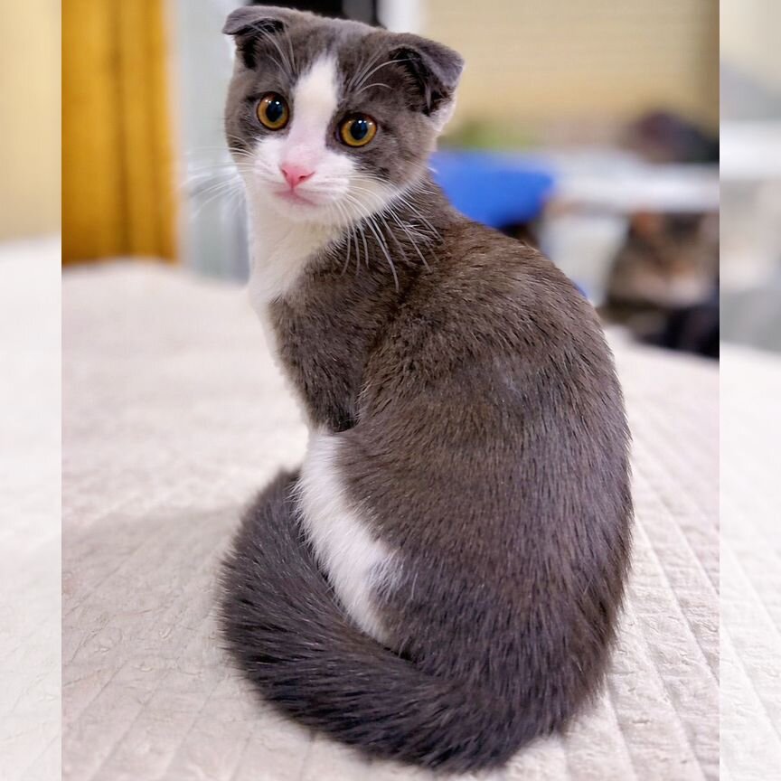 Котёнок в добрые руки