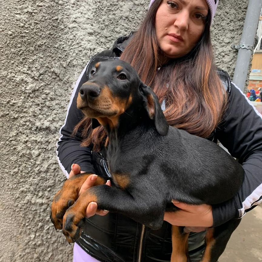 Доберманчики