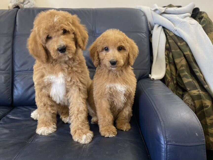 Большой Китайский /Императорский пудель