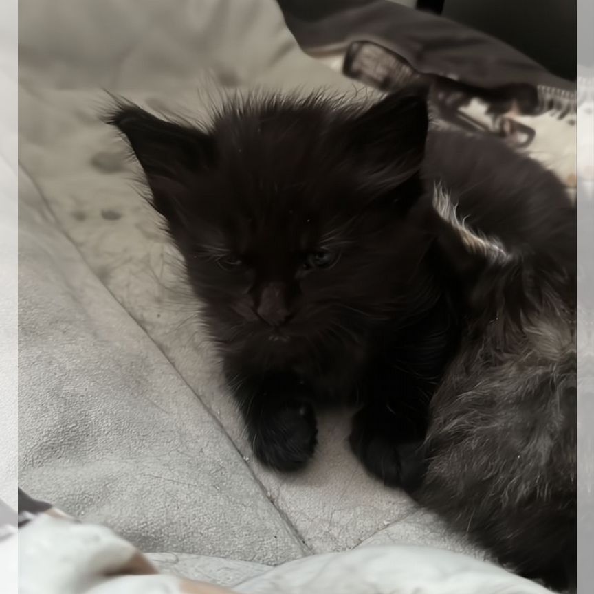 Мейн-кун котёнок