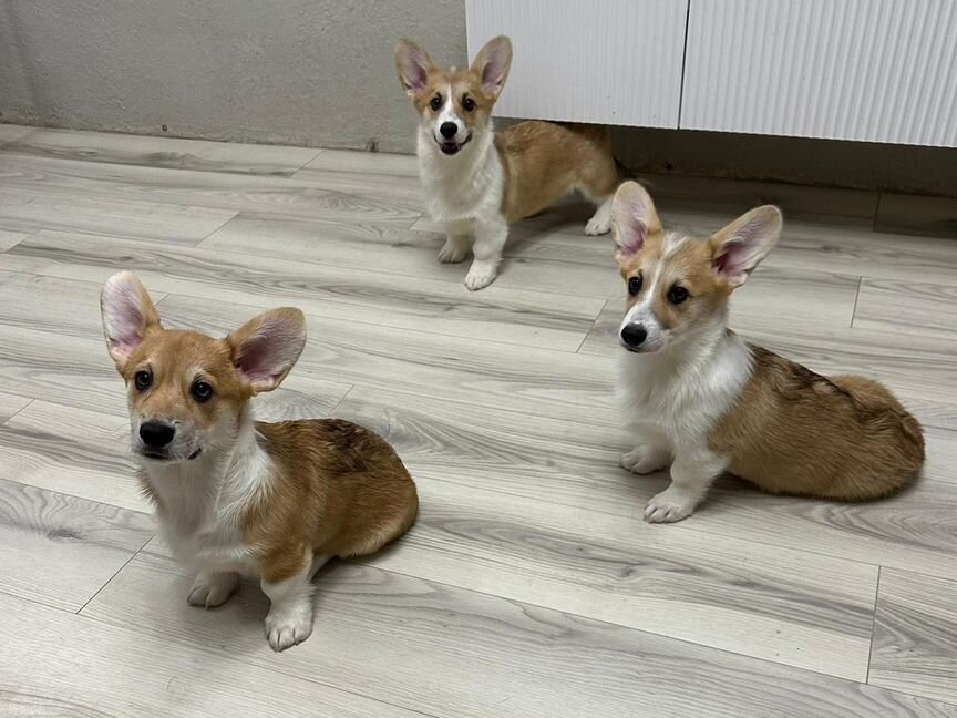 Щенки вельш-корги пемброк